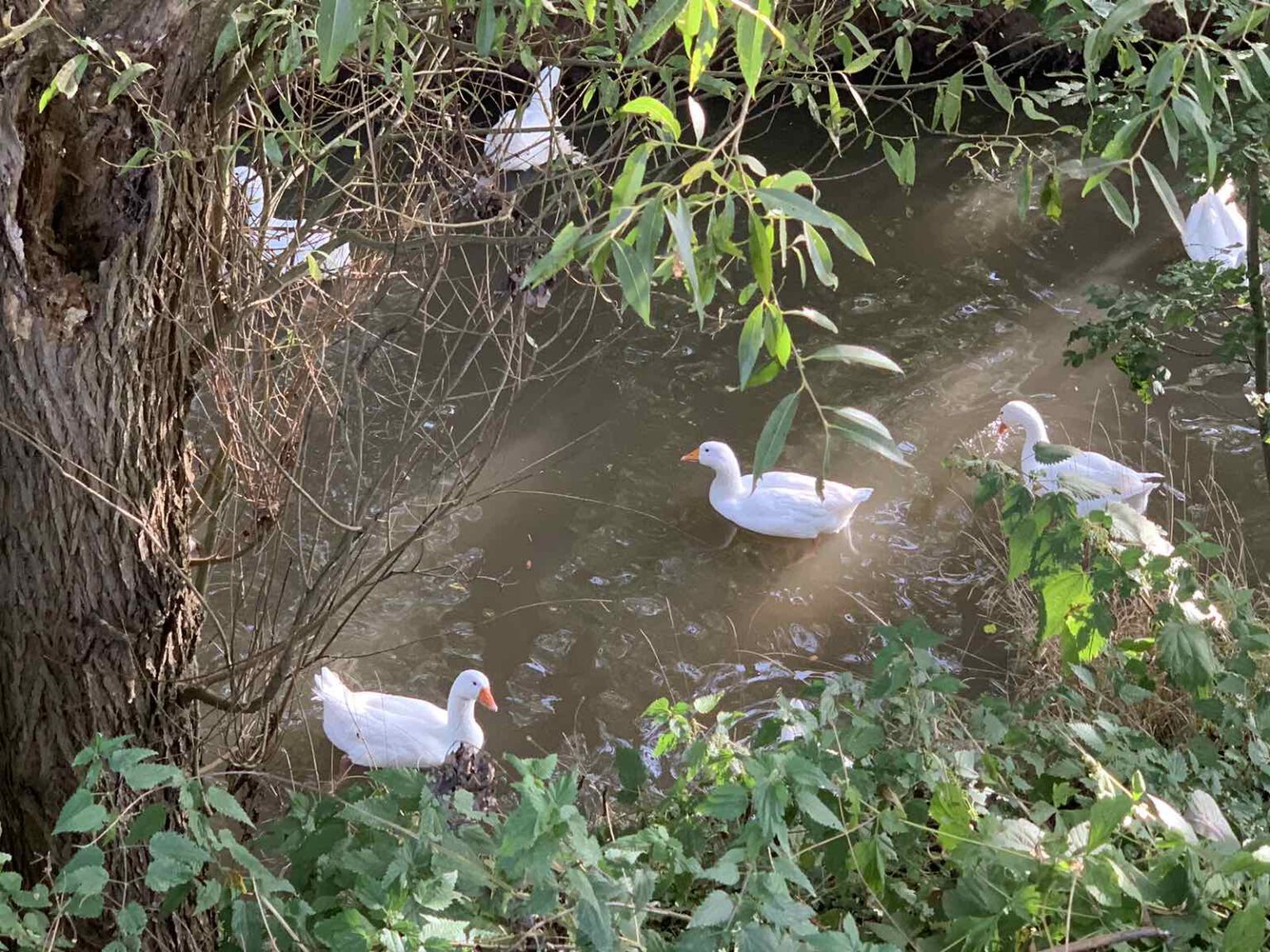 Geese and War and Japanese Cooking – Cook Japan